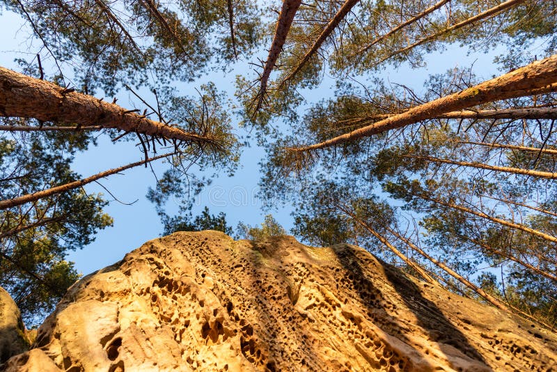 Sandstone Rock in Pine Forest. Illuminated by Sunsetting Sun Stock ...