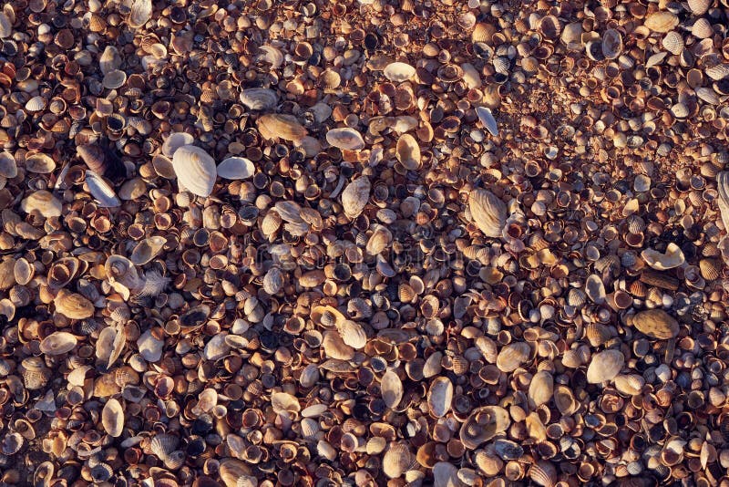 Sandstone shell stock image. Image of cockleshell, natural - 217004865