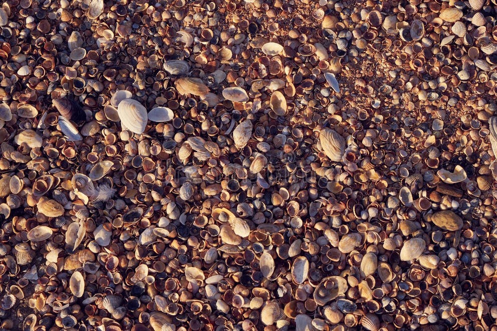 Sandstone shell stock image. Image of cockleshell, natural - 217004865