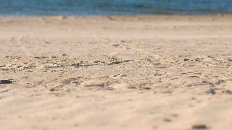 Sandstorm and Strong Wind on the Sea Beach. Stock Photo - Image of wind ...