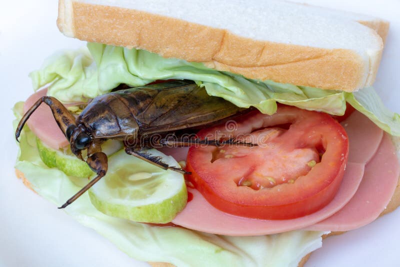 Uma Barata Fritada, Isolada No Fundo Branco Imagem de Stock - Imagem de ...