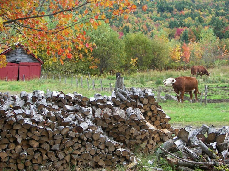 9,799 New Sandwich Pecarilli Stock Photos - Free & Royalty-Free Stock ...