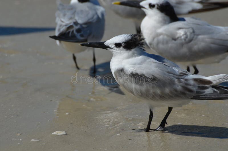 Sandwich Tern on the Beach in Florida Stock Image - Image of naples ...