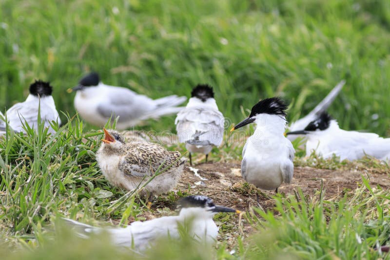 Sandwich Tern stock image. Image of america, large, seabird - 71764589