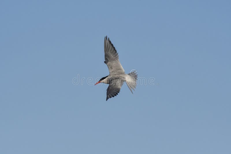 Sandwich Tern in flight, stock photo. Image of birdwatching - 245222292