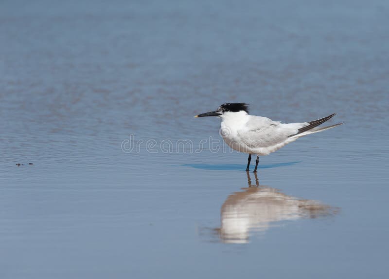A Sandwich Tern Standing on the Beach Stock Photo - Image of sand, gull ...