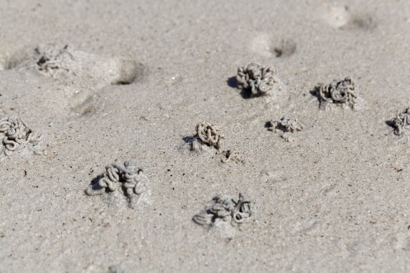 Sandworm Casts, Arenicola Marina Stock Photo - Image of casting ...