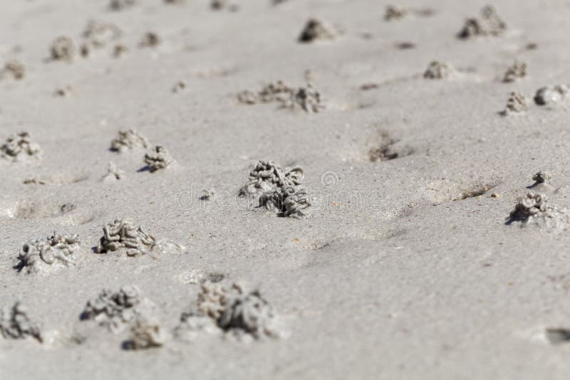 Sandworm Casts, Arenicola Marina Stock Image - Image of coast, ground ...