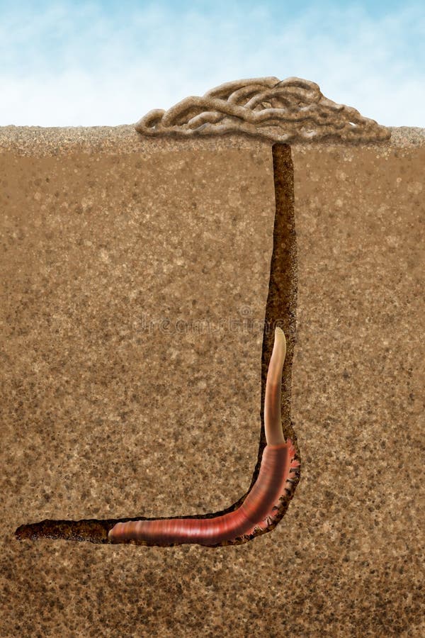 Mosquito life cycle stock illustration. Illustration of bite - 54201869