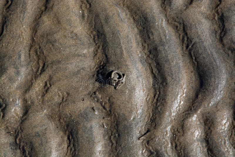 Lugworm or Sandworm, Arenicola Marina Stock Photo - Image of worm ...