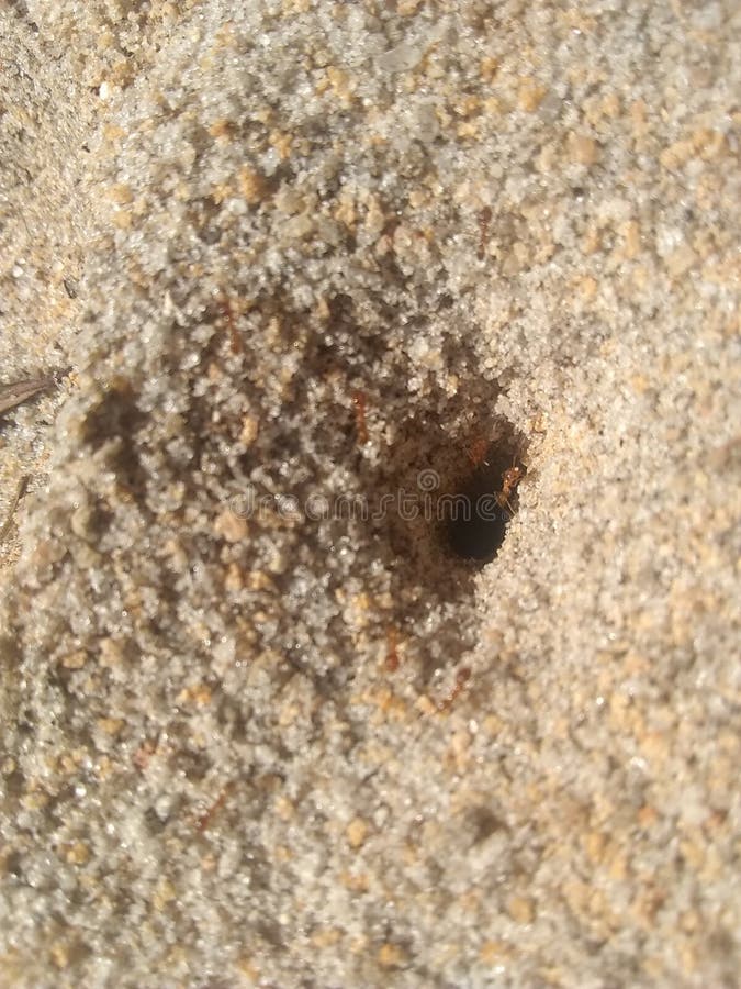 Sandy Anthill stock image. Image of sandy, anthill, ants - 128525249