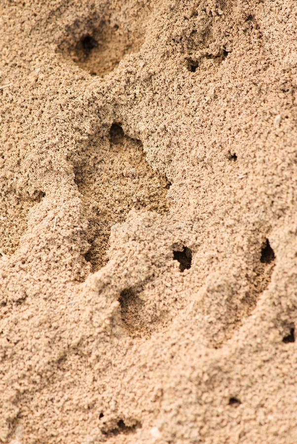 Sandy anthill with holes stock photo. Image of pattern - 25899556
