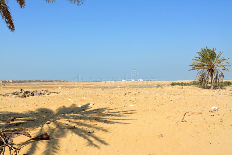 Sandy Area in Egypt with Palm Trees on a Sunny Day Stock Image - Image ...