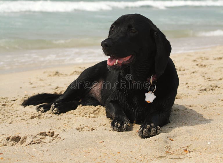 Sandy Bassador Puppy stock image. Image of happy, adopt - 20626061