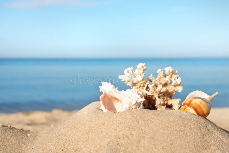 Sandy Beach with Beautiful Coral and Shells Near Sea Stock Photo ...