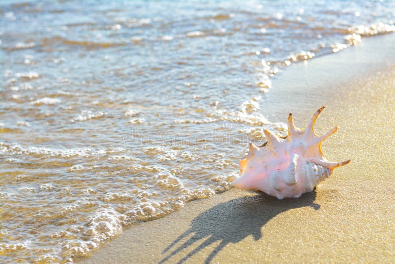 Sandy Beach with Beautiful Shell Near Sea on Summer Day. Space for Text ...