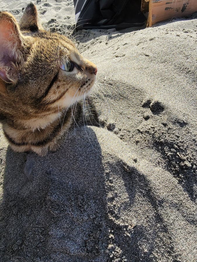 Sandy Beach Cat stock photo. Image of reptile, carnivore - 252470650