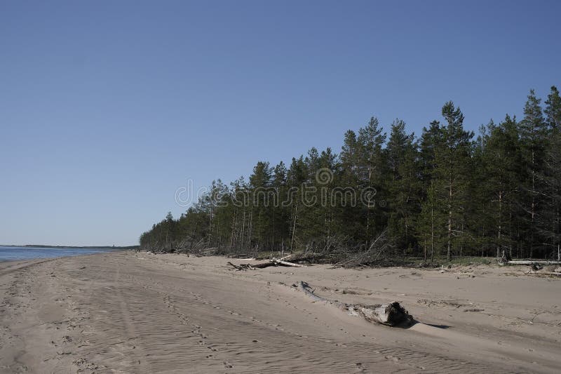 Sandy Beach and Forest Near the White Sea Stock Image - Image of beach ...