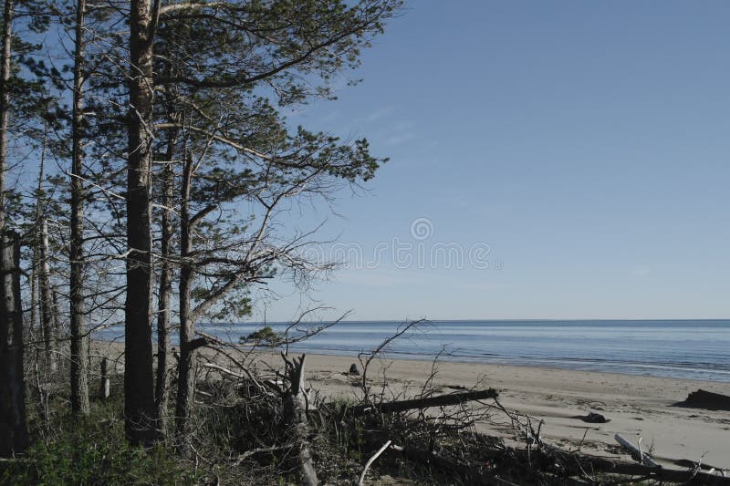 Sandy Beach and Forest Near the White Sea Stock Image - Image of ...