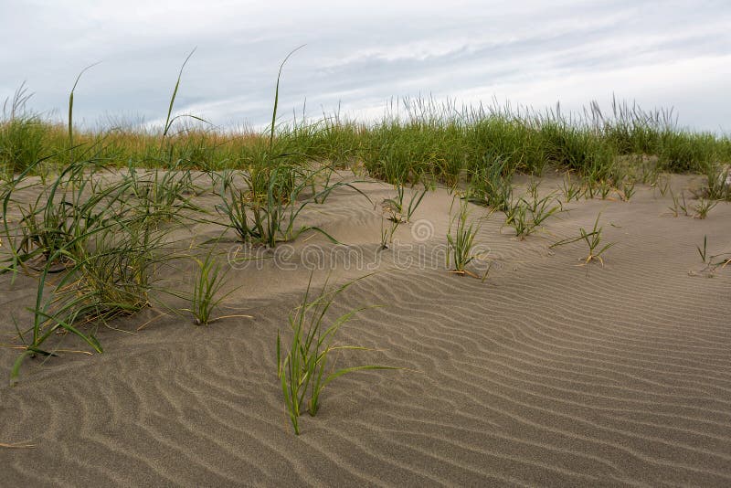 Sandy Beach with Grass at Washington Coast Stock Image - Image of beach ...