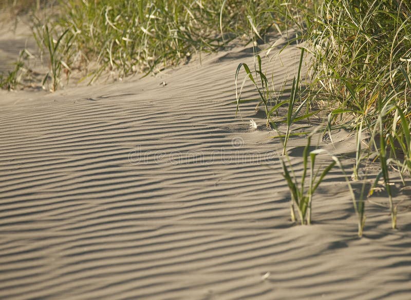 Sandy Beach with Grass stock image. Image of beach, summer - 63527247