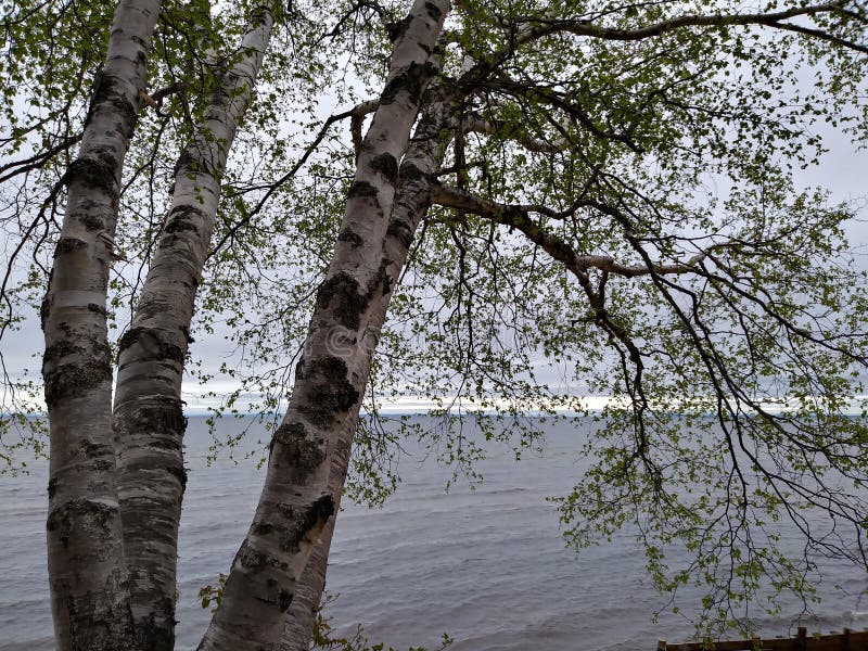 Sandy Beach Lake Water Horizon Birch Tree Trunk Branches White Stock ...