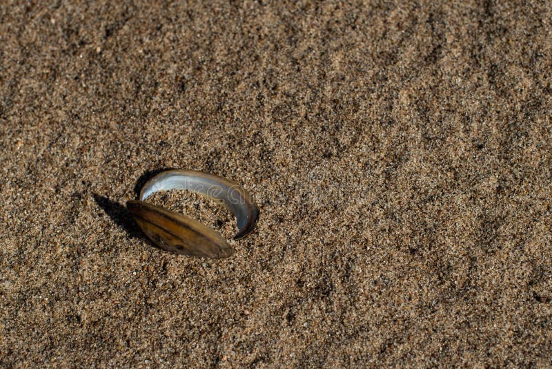 2,145 Open Clam Shell Stock Photos - Free & Royalty-Free Stock Photos ...