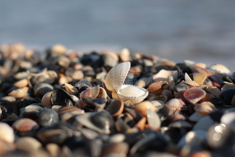 Sandy Beach with Many Shells Stock Image - Image of idyllic, pacific ...