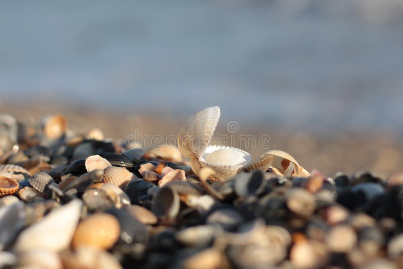 Sandy Beach with Many Shells Stock Image - Image of sand, pattern ...