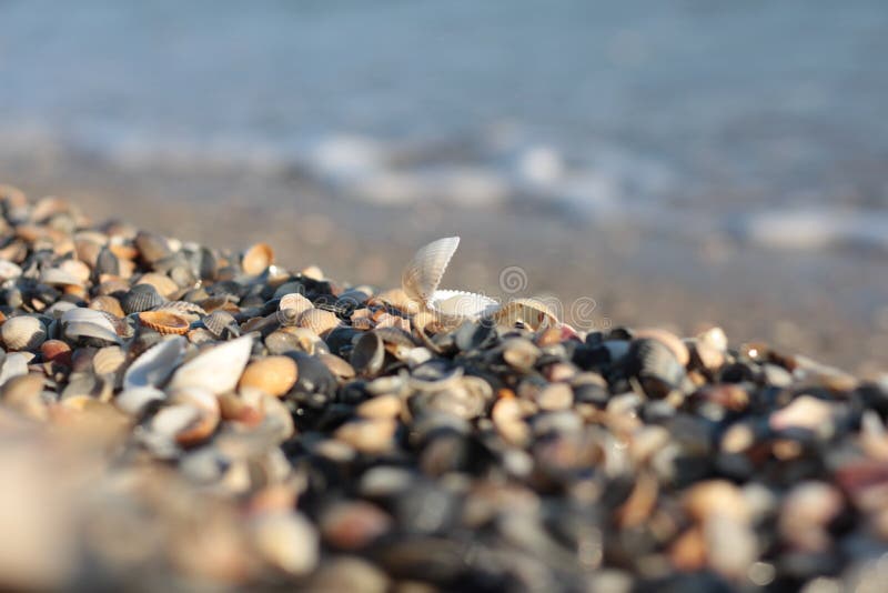 Sandy Beach with Many Shells Stock Photo - Image of background ...