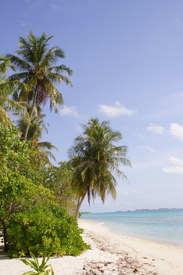 Sandy beach and palm trees stock image. Image of maldive - 23954551