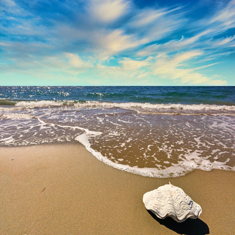 12,815 Pearl Shell Stock Photos - Free & Royalty-Free Stock Photos from ...