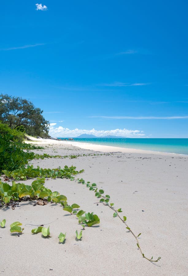 Sandy Beach in Queensland Australia Stock Image - Image of pacific ...