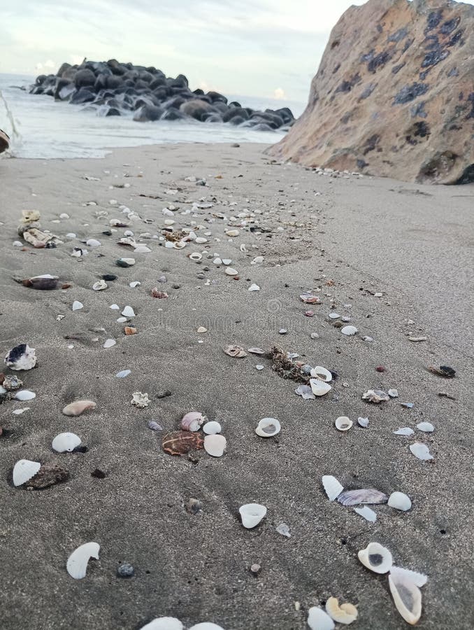 Seashells Scattered on Sandy Beach Stock Image - Image of surf, tourism ...