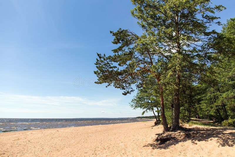 Beach with trees stock photo. Image of shore, pine, summer - 109799706
