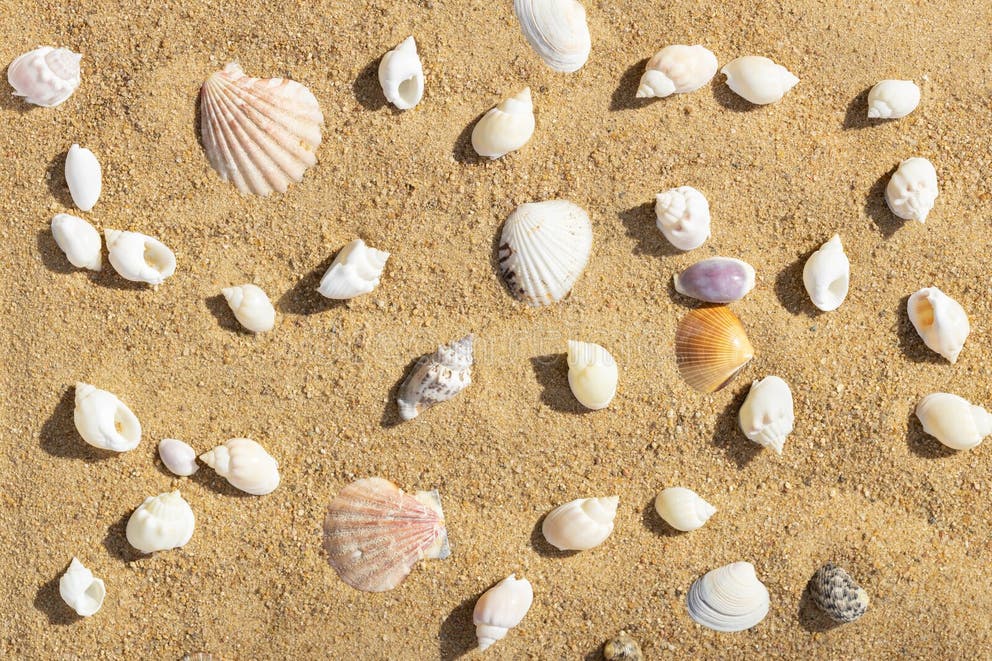 Sandy Beach with Seashells Summer Pattern. Sea Background with Shells ...