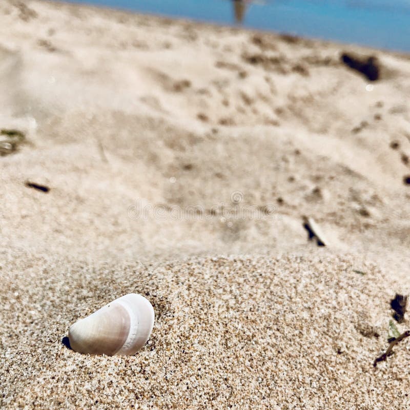 Sandy Beach with Shell Near Sea on Sunny Summer Day. Seashell on the ...