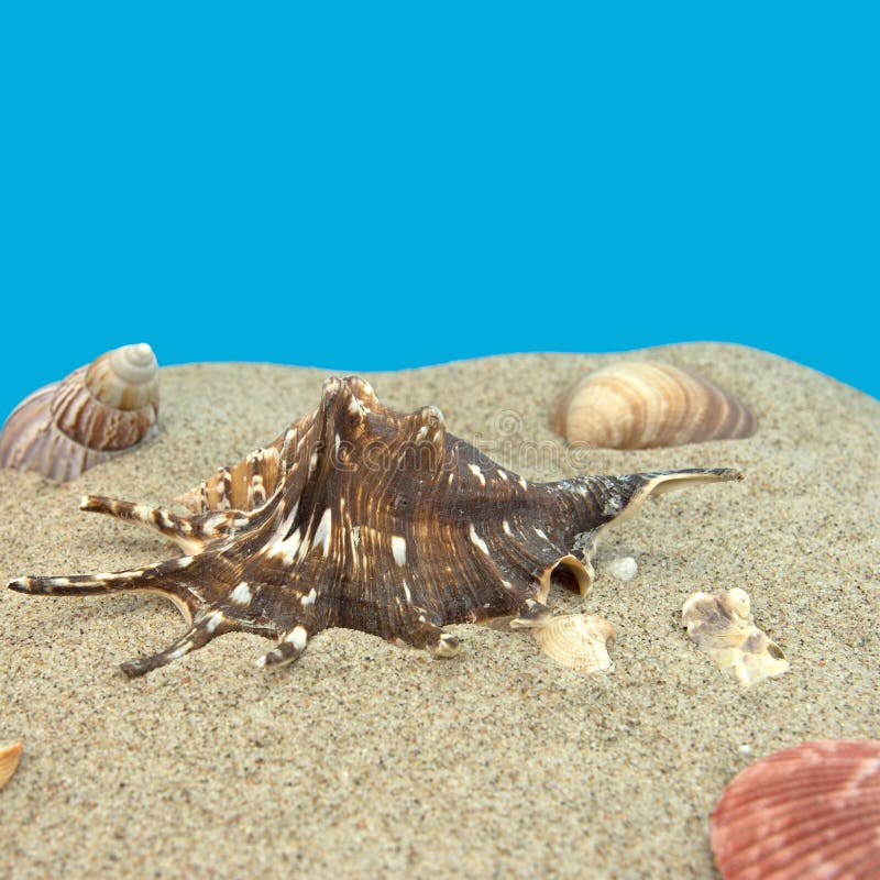 Sandy Beach with Shells and Sea Snails Stock Image - Image of beach ...