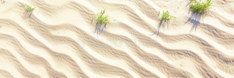 Sandy Beach Surface with Grass Patterns Creating Natural Ripples Stock ...