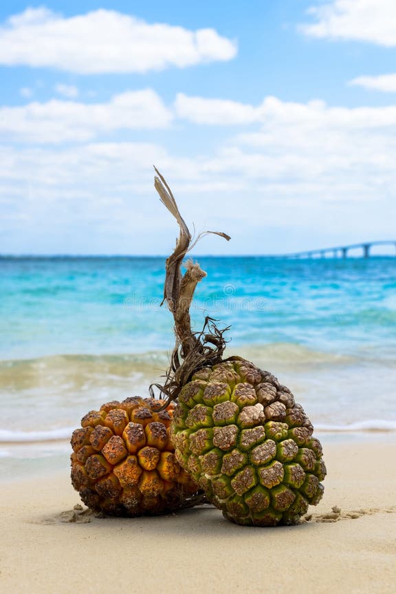 Sandy Beaches and Tropical Image Stock Image - Image of memories, relax ...