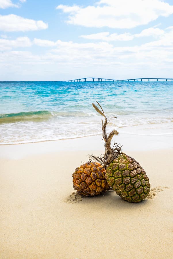 Adan Fruit Stock Photos - Free & Royalty-Free Stock Photos from Dreamstime