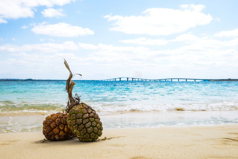 Sandy Beaches and Tropical Image Stock Photo - Image of seeds, beach ...