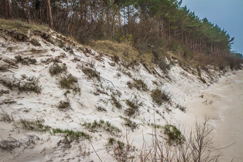 Sandy beech and forest stock image. Image of sandy, forest - 149474989