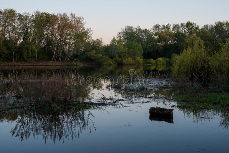Sandy Birch of the Ural River in the Sunset Stock Photo - Image of ...