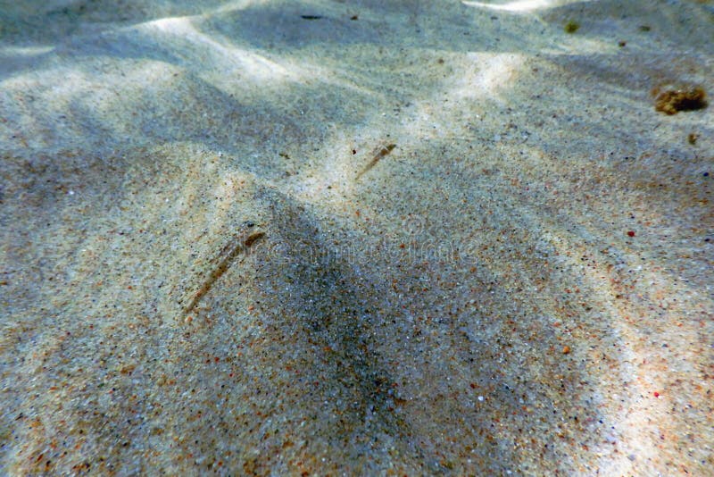 Sandy Bottom, Fish Swimming Underwater Stock Image - Image of wildlife ...