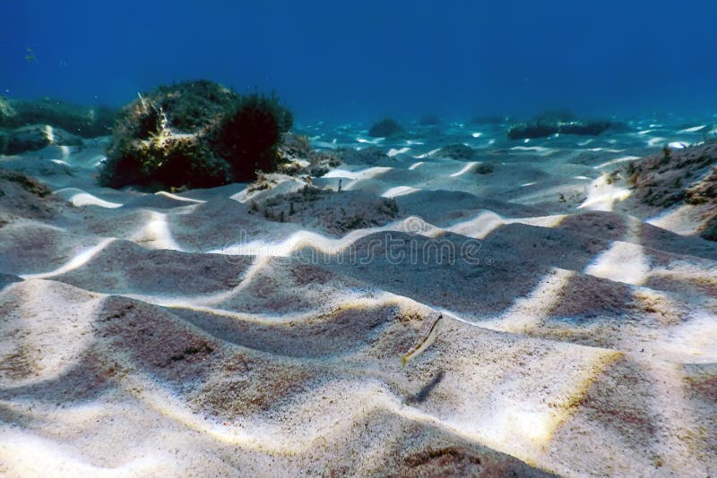 Sandy Bottom, Fish Swimming Underwater Stock Photo - Image of gurnard ...