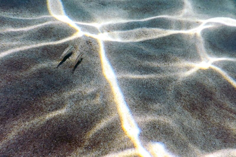 Sandy Bottom, Fish Swimming Underwater Stock Image - Image of blue ...