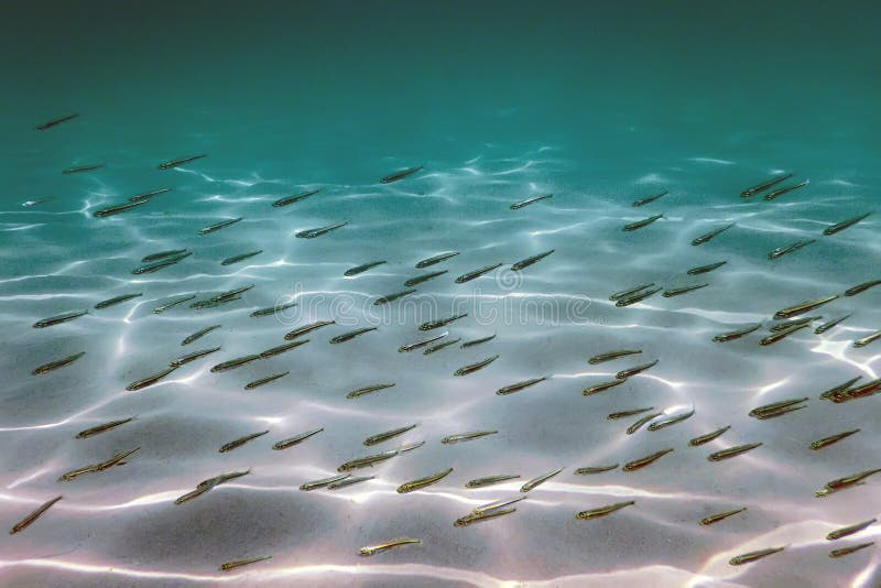 Sandy Bottom, Fish Swimming Underwater Stock Image - Image of caribbean ...