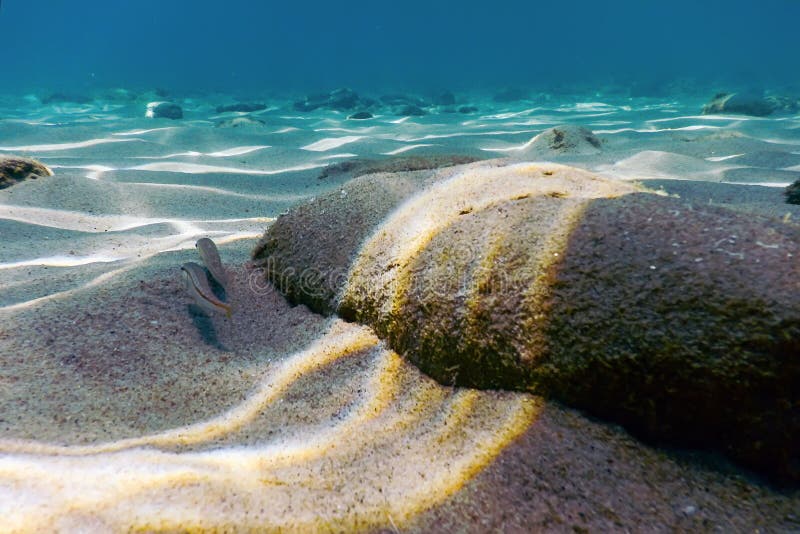 Sandy Bottom, Fish Swimming Underwater Stock Image - Image of saltwater ...