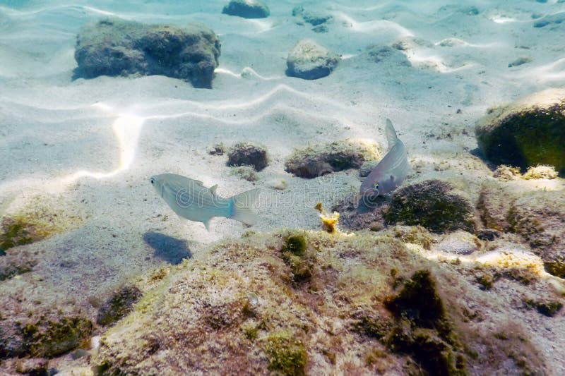 Sandy Bottom, Fish Swimming Underwater Stock Image - Image of coral ...